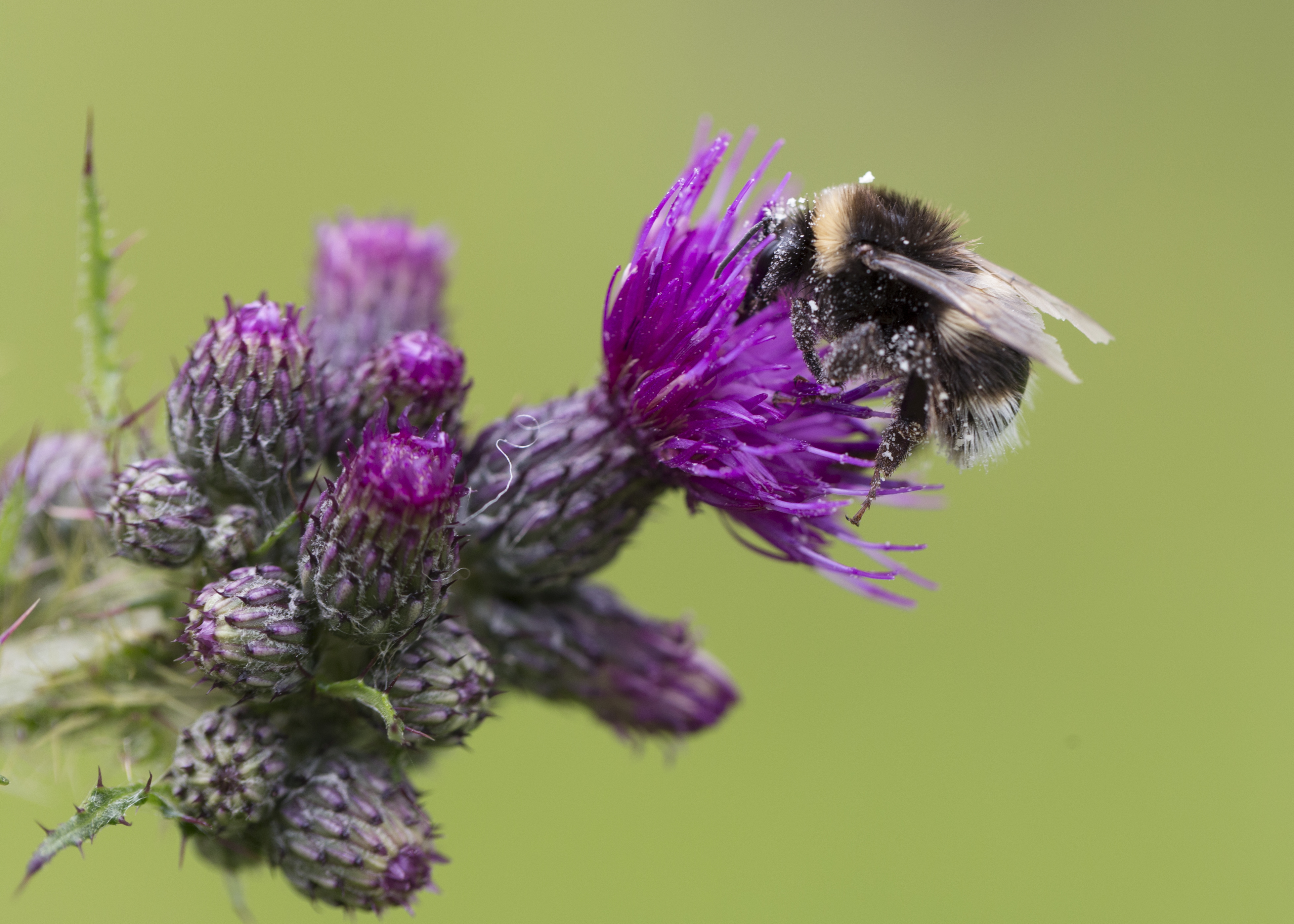 Pollinator management for your farm business – CFE Online